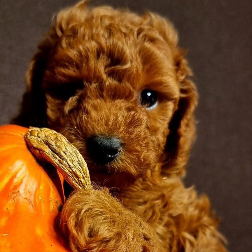 Той-пудель, мальчик и девочка на октябрь