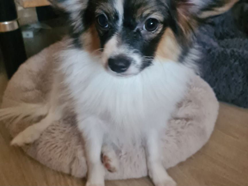 Собака бабочка.папийончик