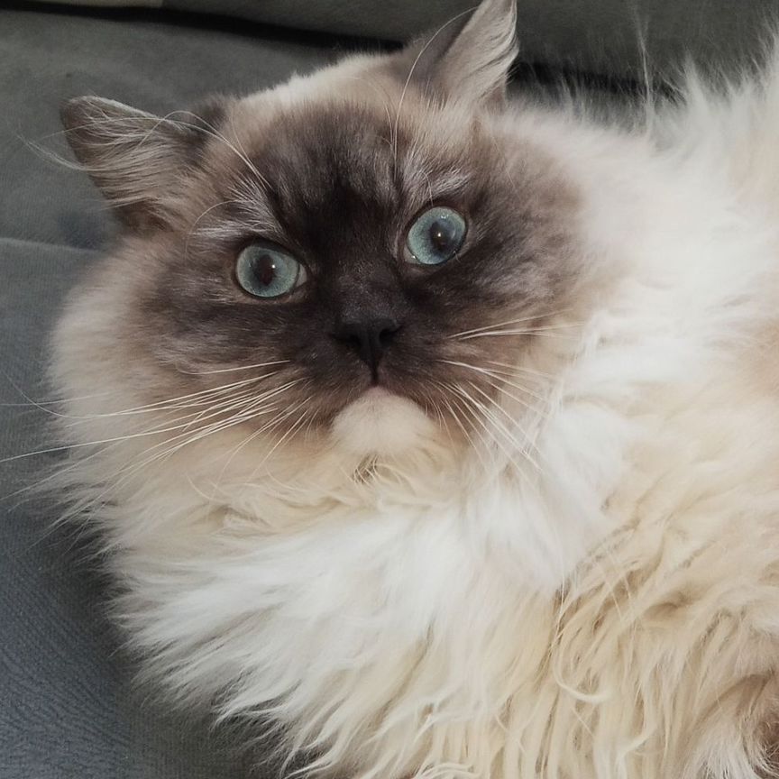 Рэгдолл, взрослый кот