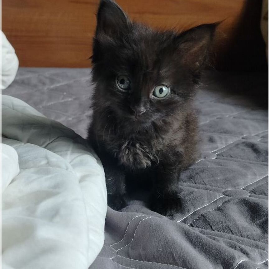 Отдам в добрые руки котят