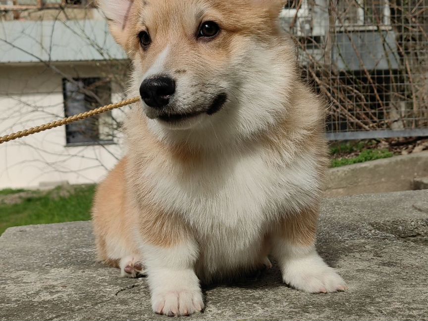 Вельш-корги пемброк