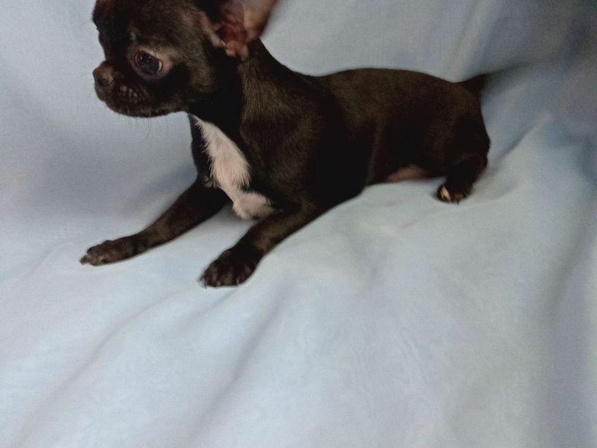 Самые, самые любимые. Документы