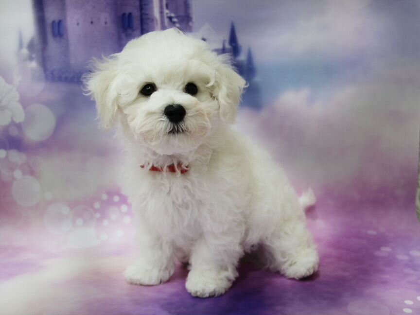 Щенки бишон фризе