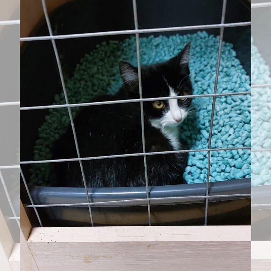 Котёнку нужна передержка
