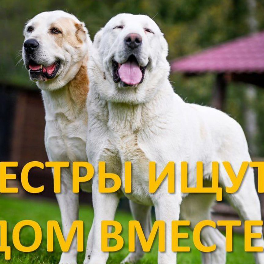 Среднеазиатская овчарка, взрослая собака