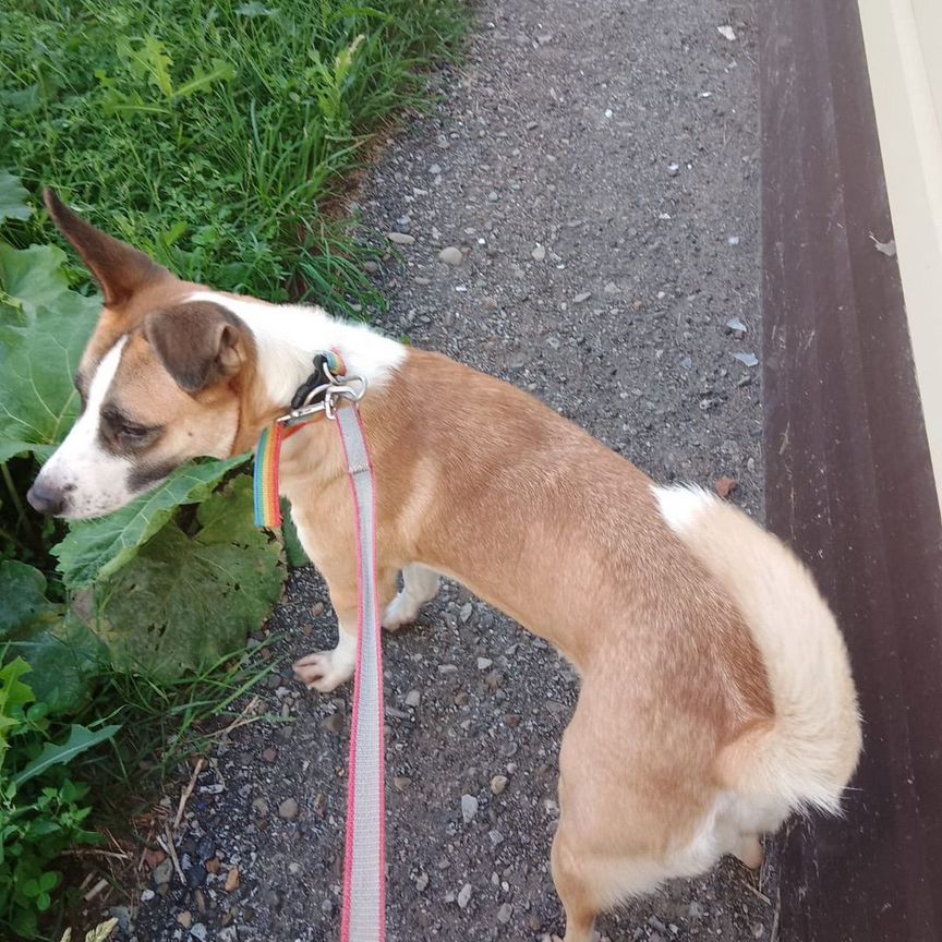 Отдам собаку в добрые руки