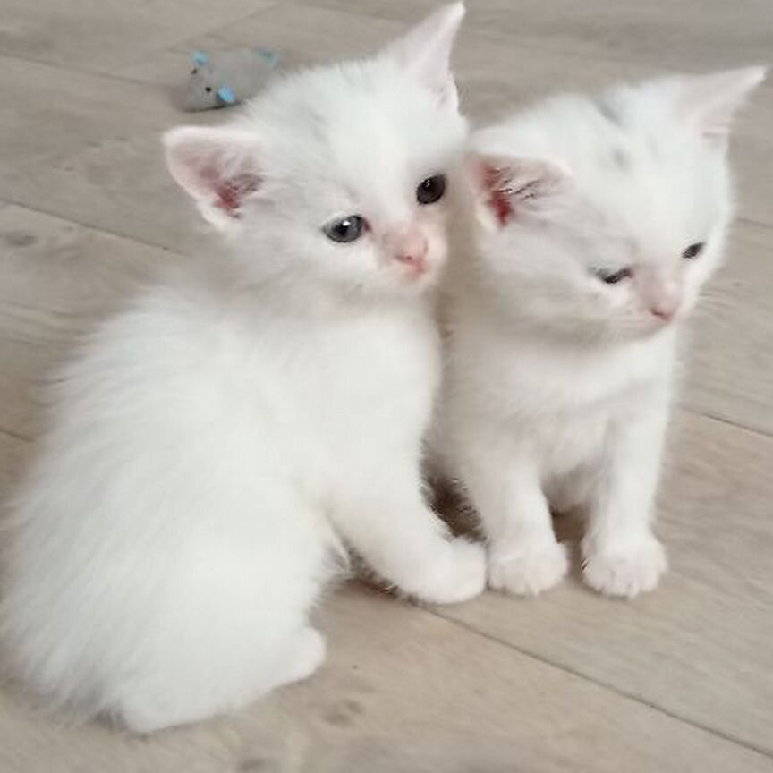Шотладские прямоухии котята