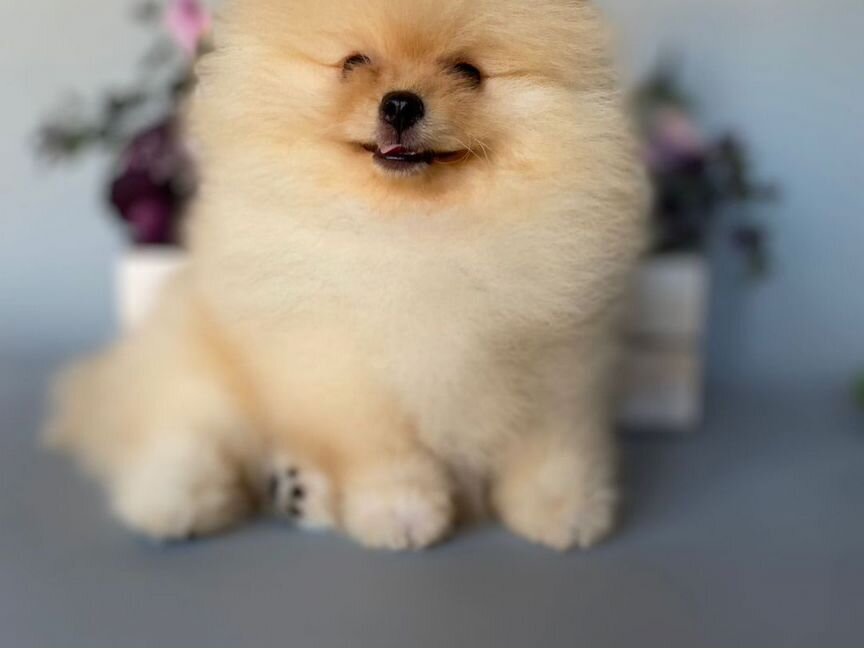 Померанский шпиц медвежьего типа