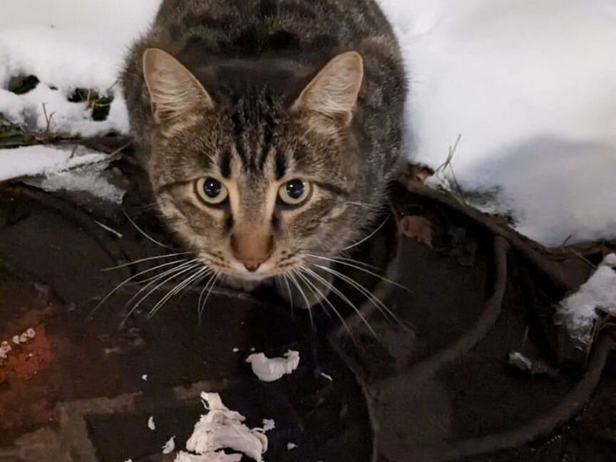 Домашний кот погибает на улице