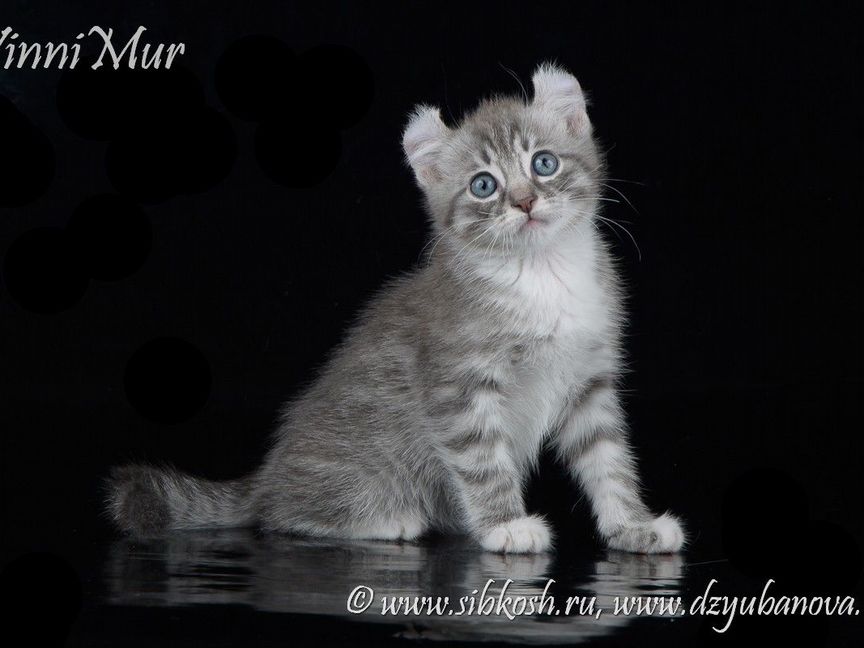 Котенок американский кёрл