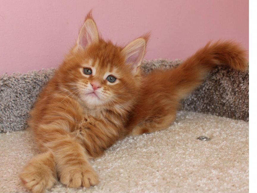 Котята породы мейн кун