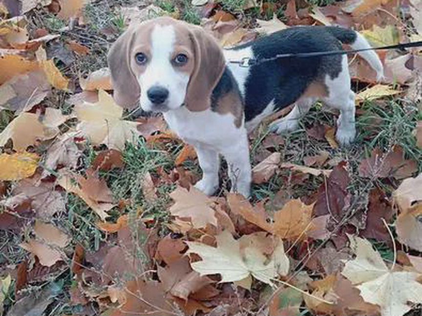 Щенок Бигль мальчик