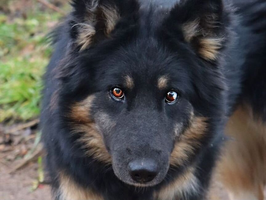 Хлоя в поисках дома