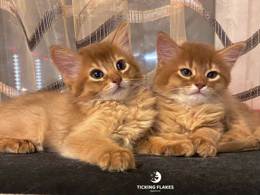 Сомалийские котята