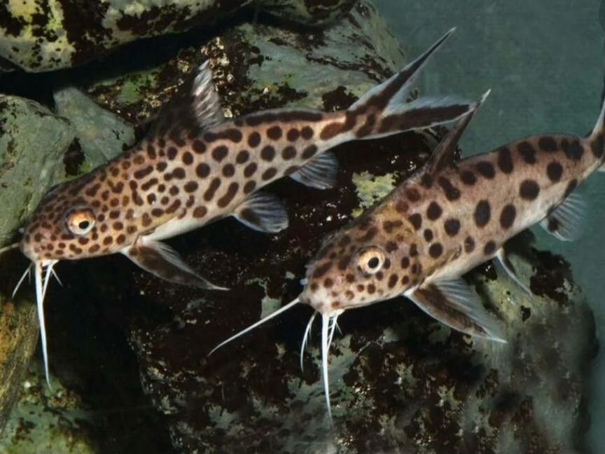 Аквариумные сомики синодонтис