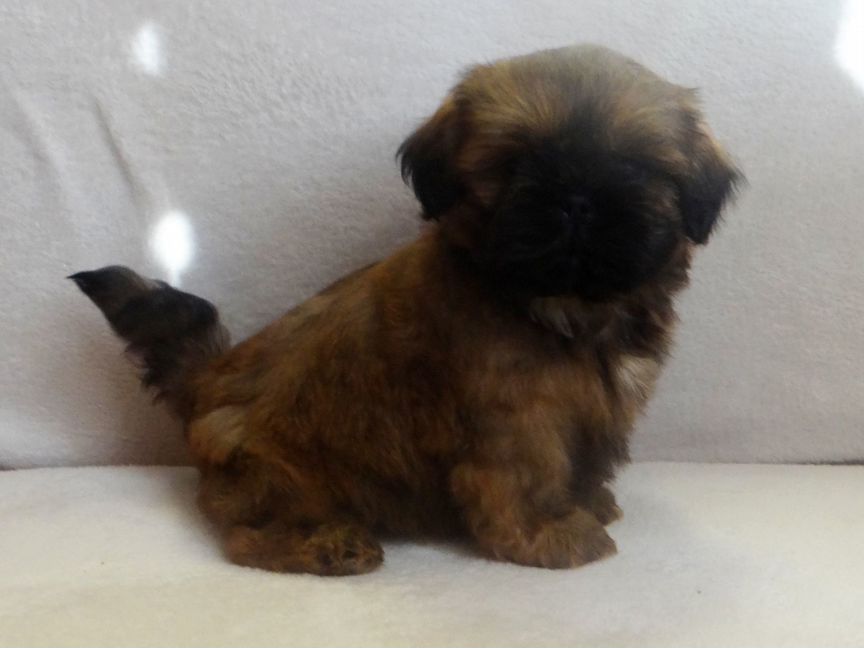 Щенок ши-тцу