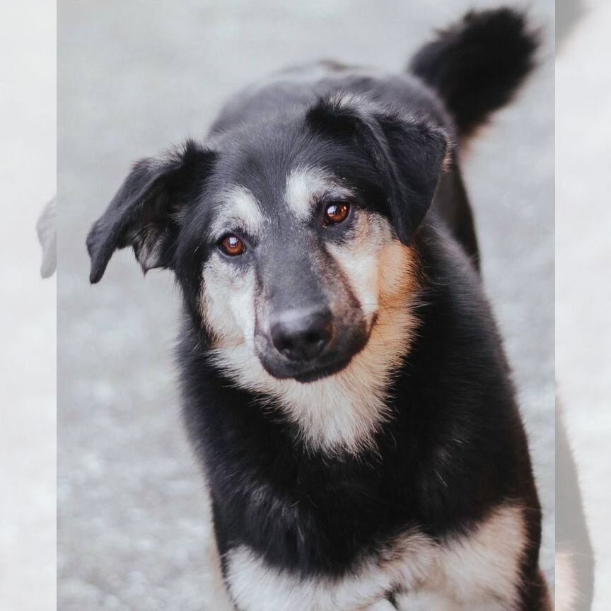 Взрослая собака в добрые руки