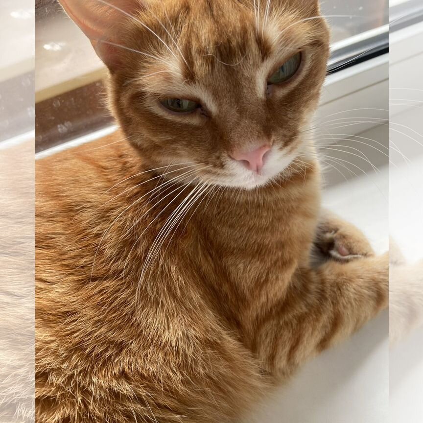 Взрослый кот в добрые руки