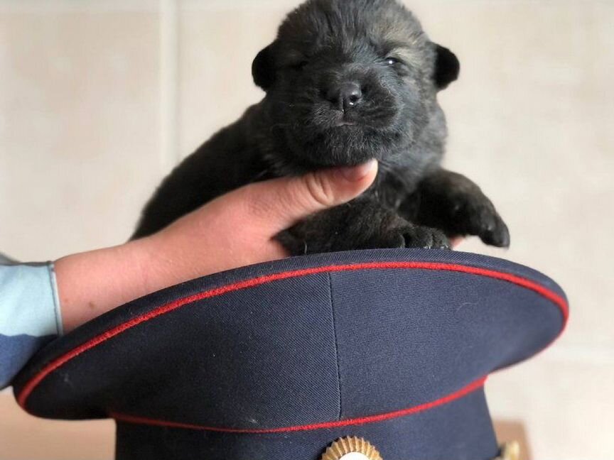 Щенки от служебных овчарок -разного окраса