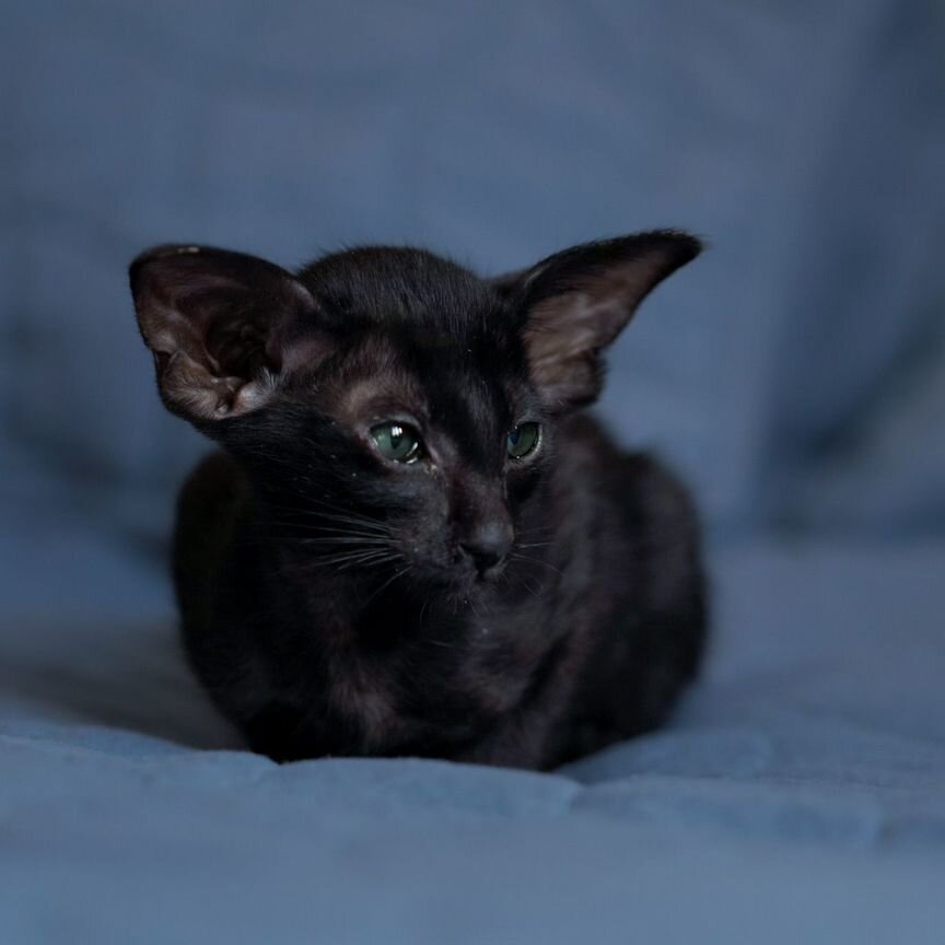 Ориентальный котик