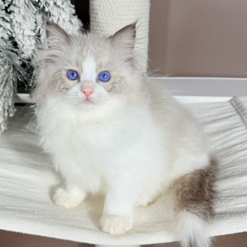 Рэгдолл котёнок