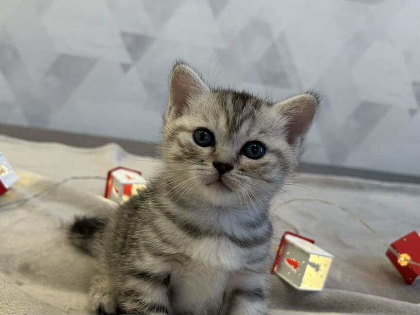 Британские котята прямоухие