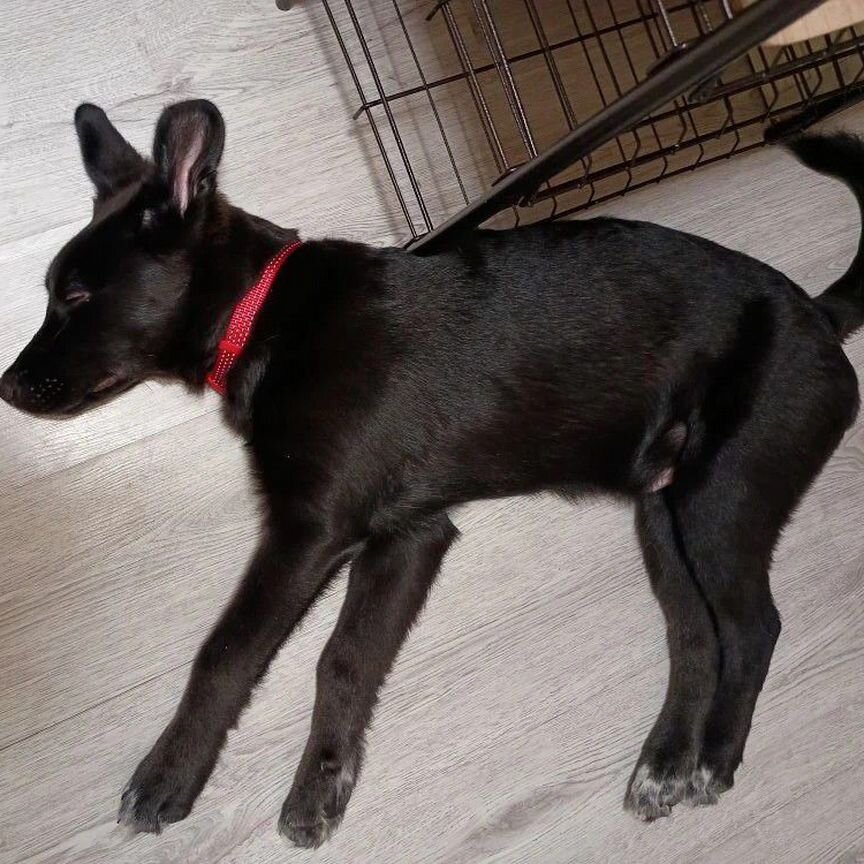 Немецкая овчарка, щенок