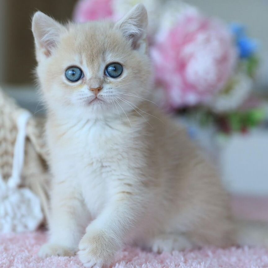 Британский короткошёрстный котёнок