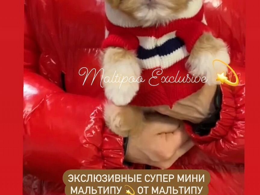 Мальтипу Микро Корея Китай