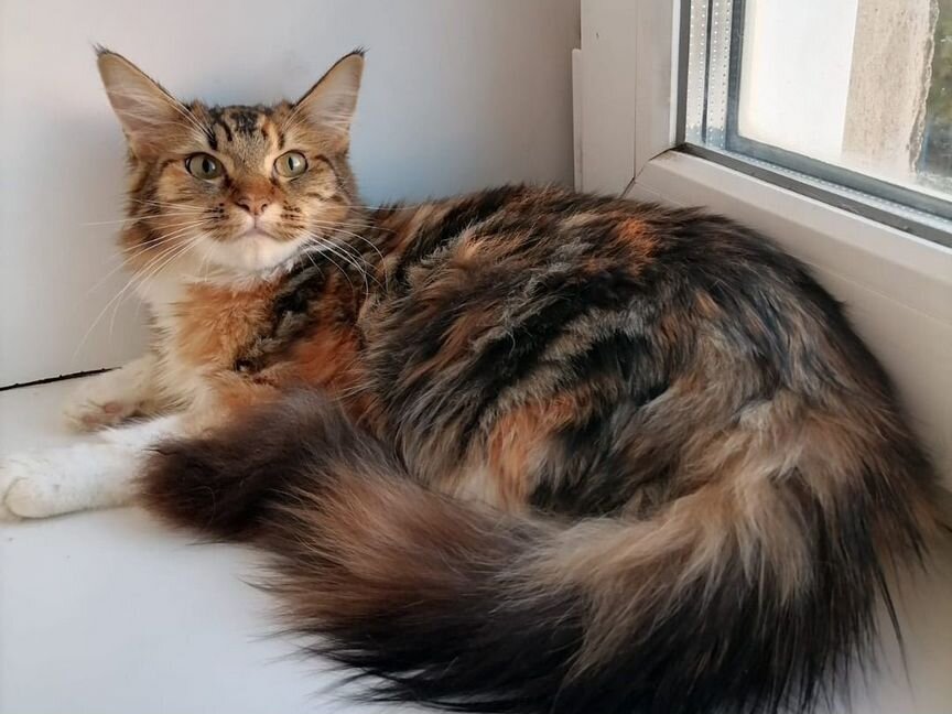 Черепашка ищет родителей