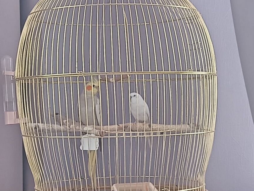 Попугай коррелла и волнистый белый