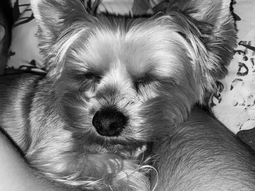 Мальчик ёрк ищет девочку для вязки вес 3.400