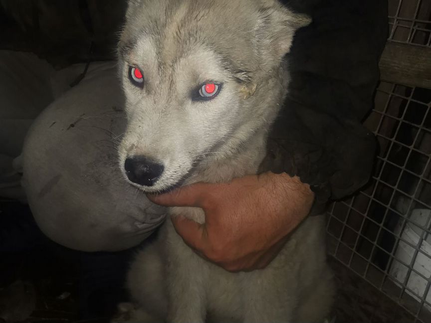 Щенок хаски