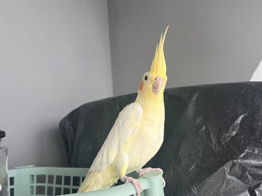 Попугай корелла ставрополь