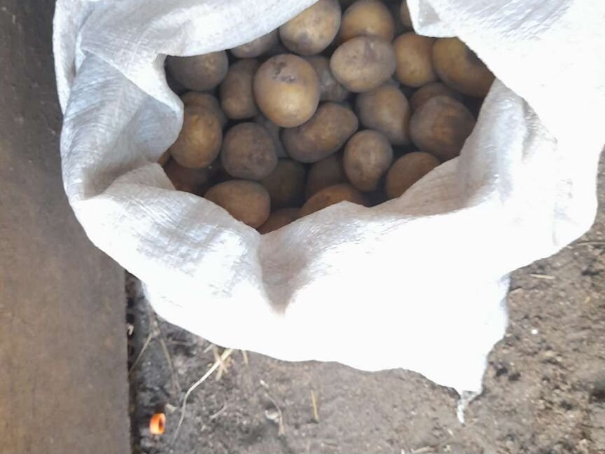 Картофель мелкий на корм скоту и не только