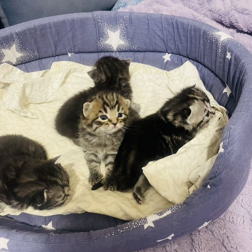Британские котята