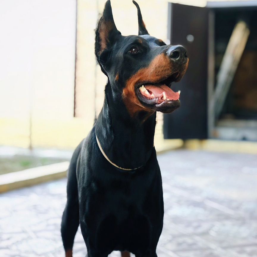Доберман кобель для вязки