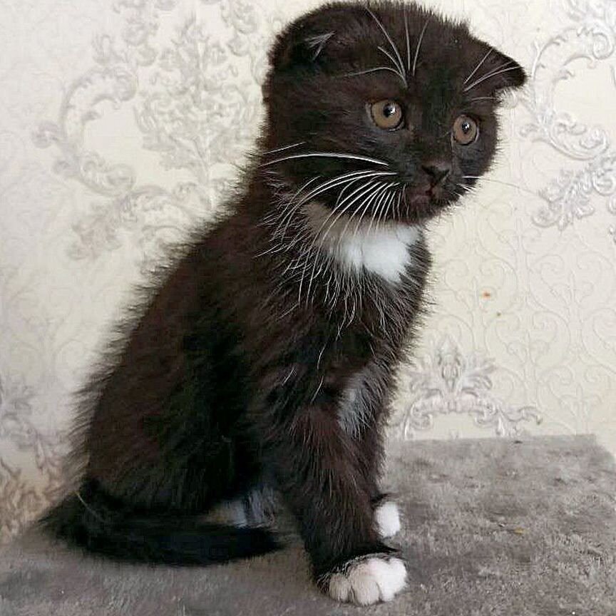Вислоухие котята