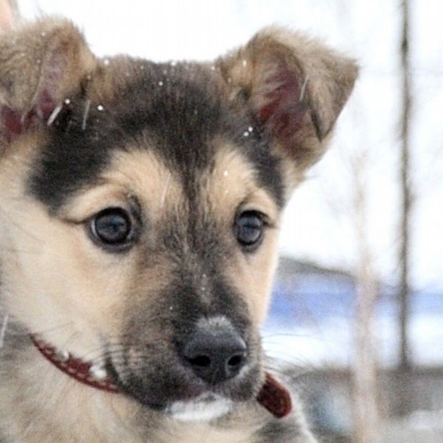 Щенок овчаристого окраса