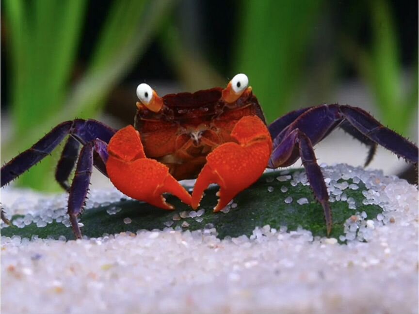 Аквариум с Geosesarma cf. hagen