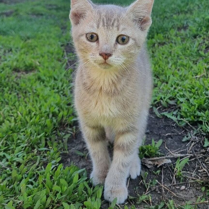 Котенок