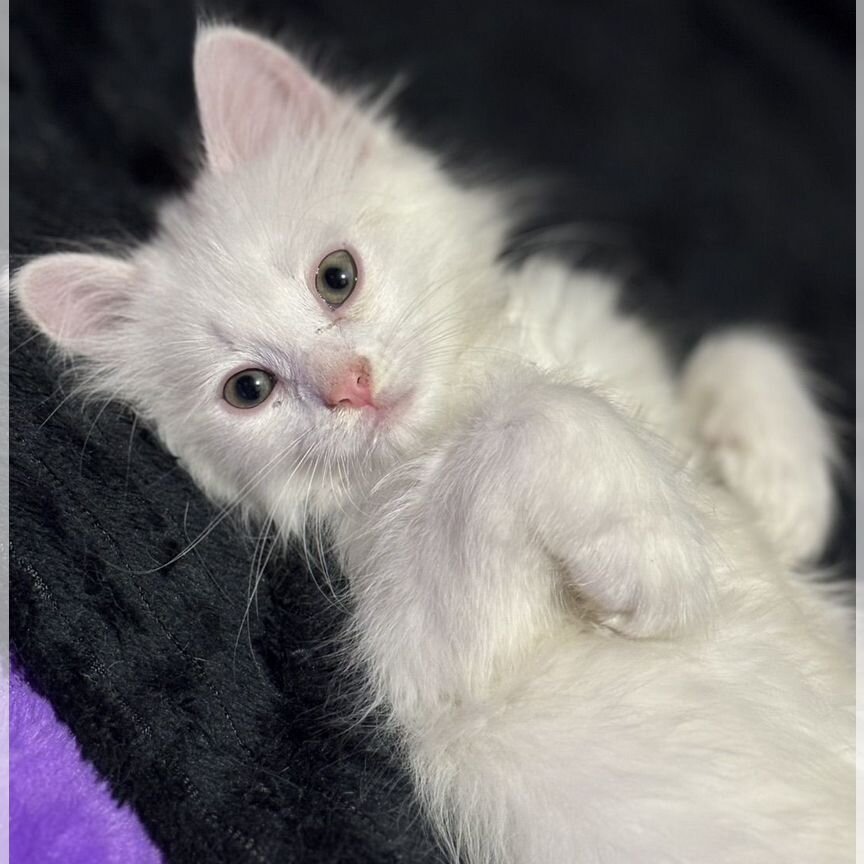 Котята турецкой ангоры