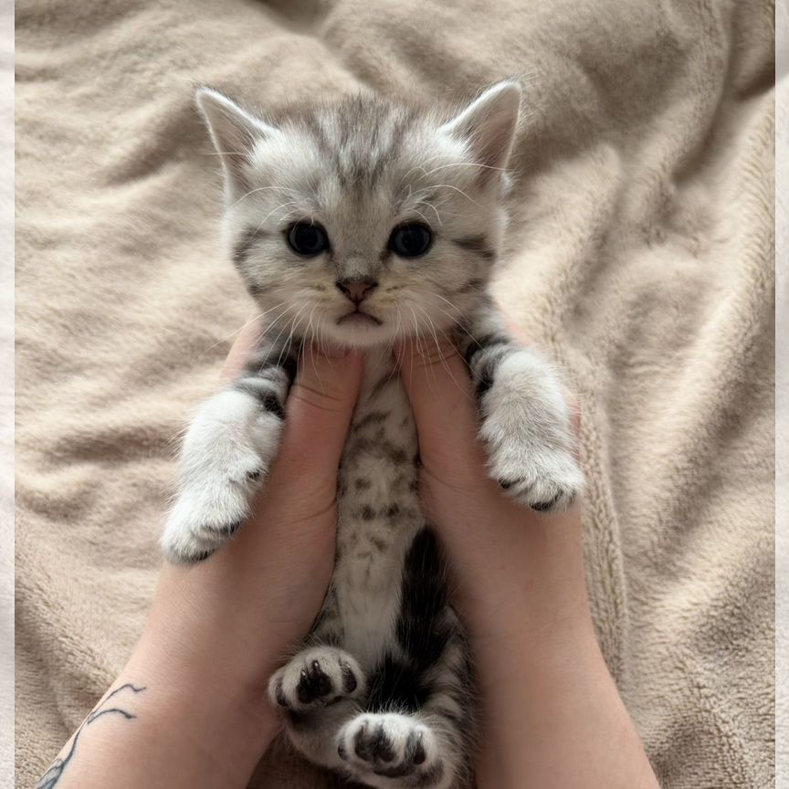 Шотландский прямоухий короткошёрстный котёнок