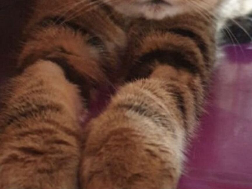 Кошка Мурка