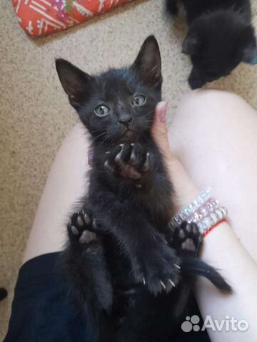 Черныши ищут дом