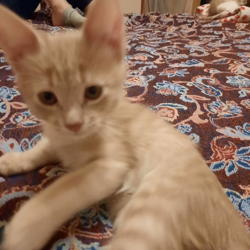 Котёнок