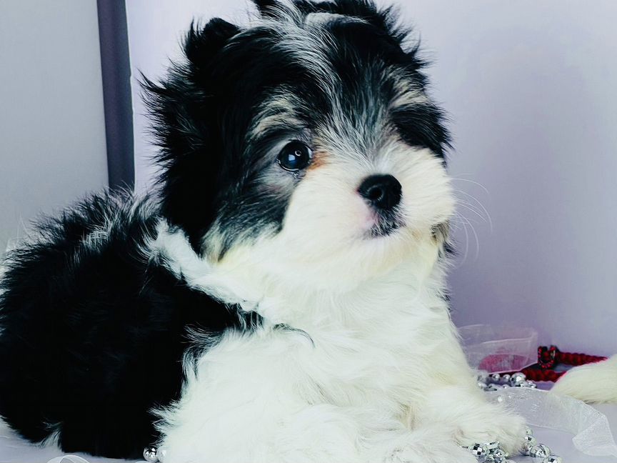 Бивер кукольный мини