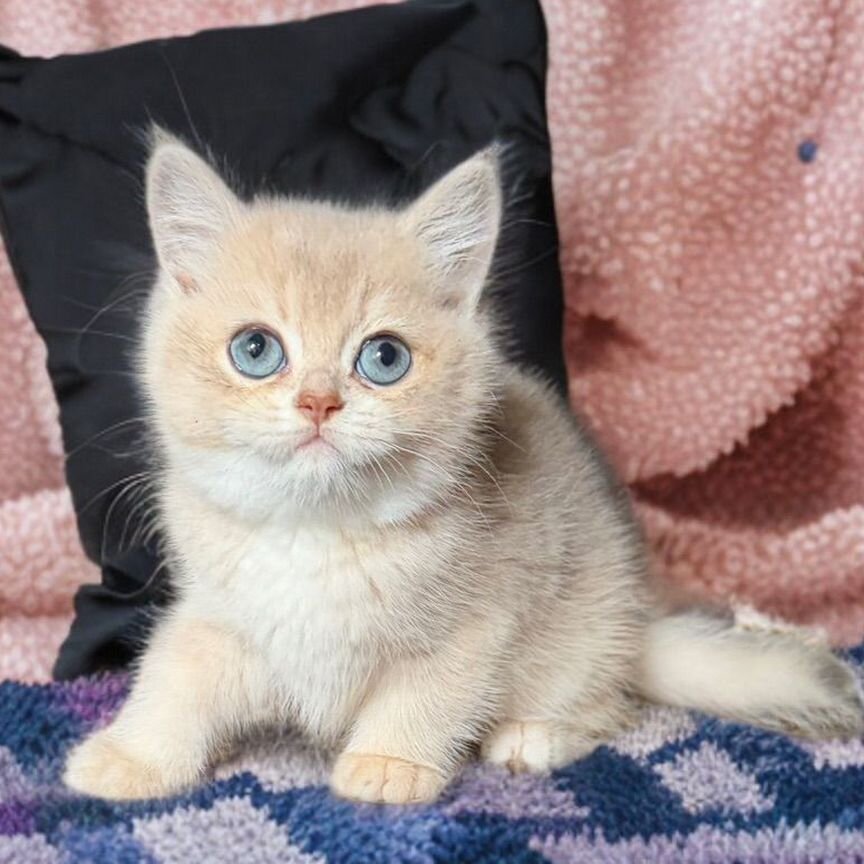 Британский короткошёрстный котёнок