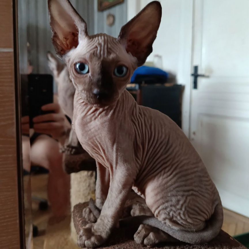 Канадский сфинкс котёнок