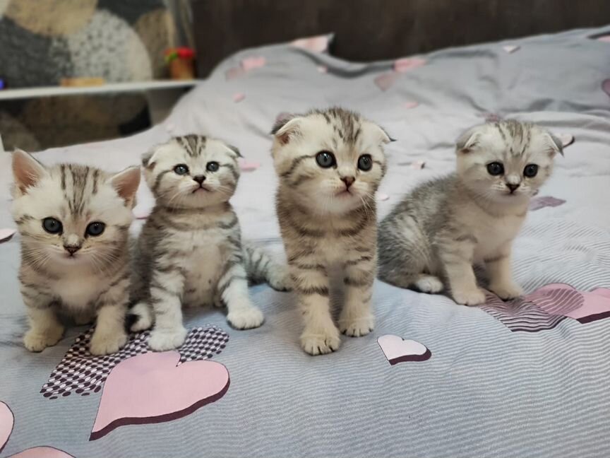 Шотландские котята
